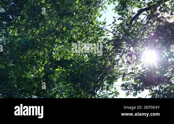 Sun shining brightly through the green leaves of a tree canopy on a ...