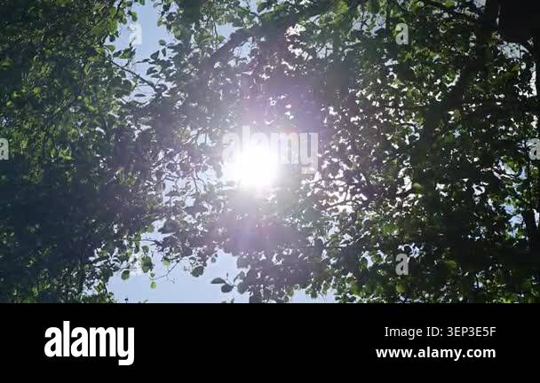 Slow Motion Sun rays with lens flare shining through green tree foliage ...