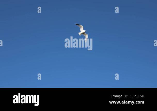 Single white seagull soaring freely in a clear blue summer sky with ...