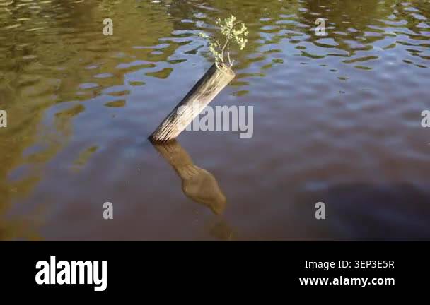 Small green plant growing from a wooden pole sticking out of the ...