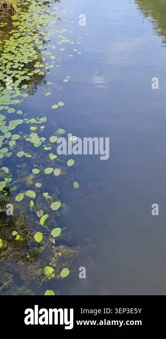 Natural scenery with water lilies and aquatic plants floating on the ...