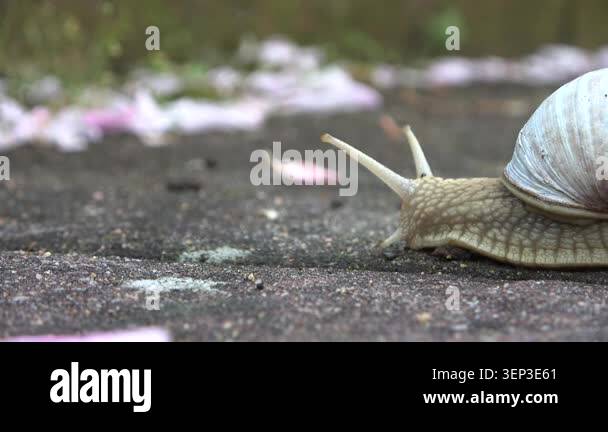 Macro view of a single land snail with a white shell crawling on a ...
