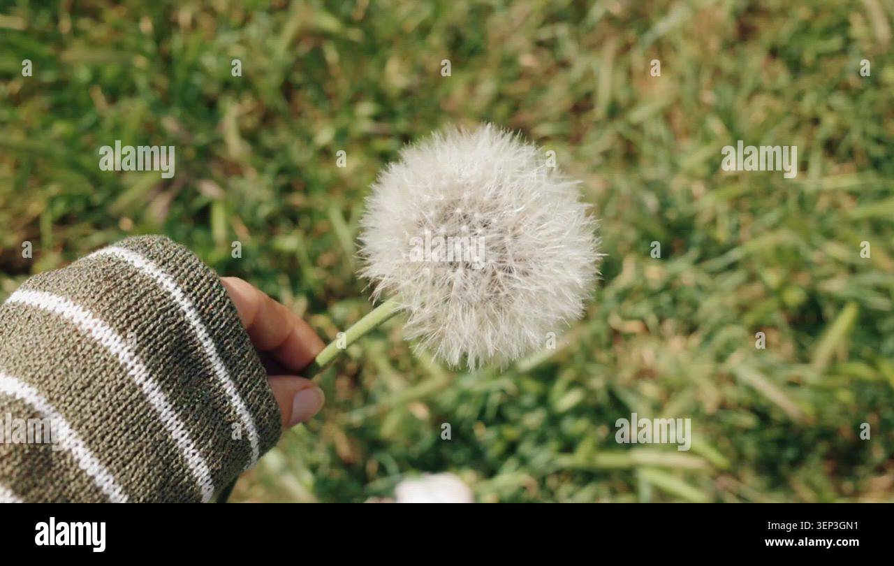 Hand Holding Dandelion Against Floral Field Stock Video Footage - Alamy