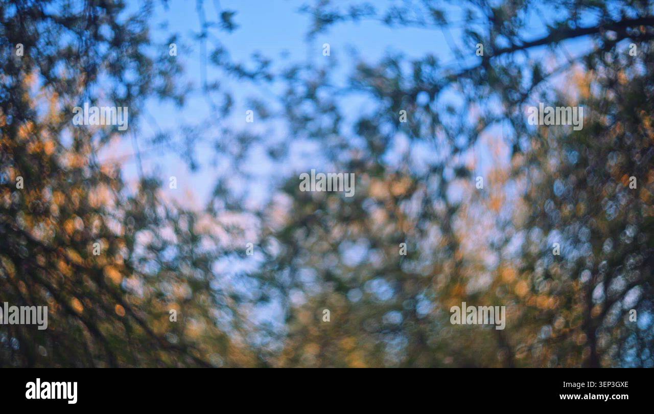 Spring flower sky nature Stock Video Footage - Alamy