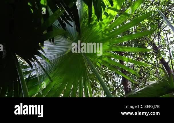 Sunlight filtering through large green fan palm leaves in dense ...