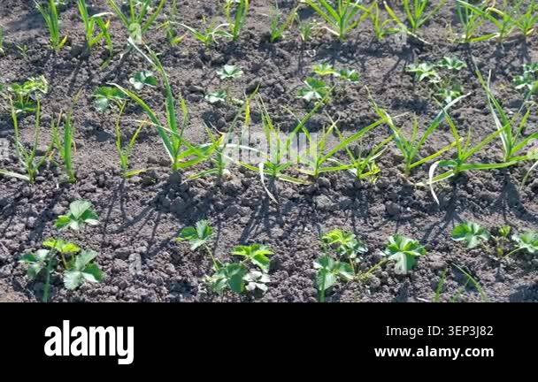 growing young plants in the garden Stock Video Footage - Alamy