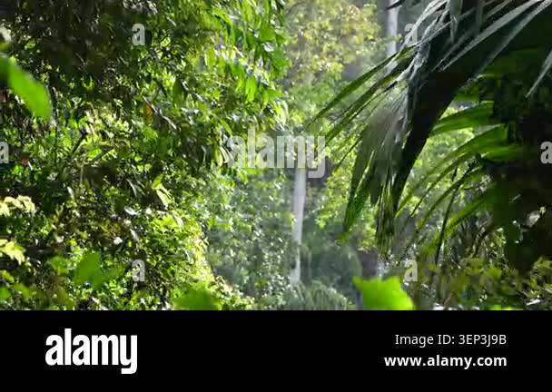 Lush tropical rainforest with dense green vegetation and sunlight ...