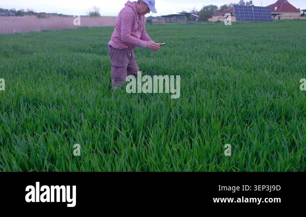 the farmer in a wheat field Stock Video Footage - Alamy