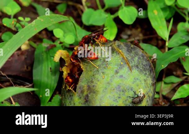 Asian hornets feeding on ripe mango. A closeup wildlife capture of ...