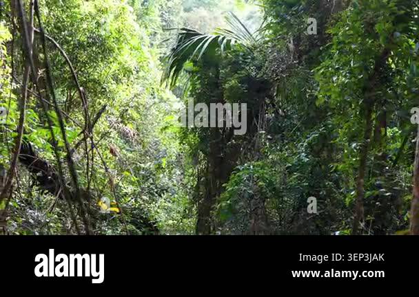 Lush tropical rainforest with dense green vegetation and sunlight ...
