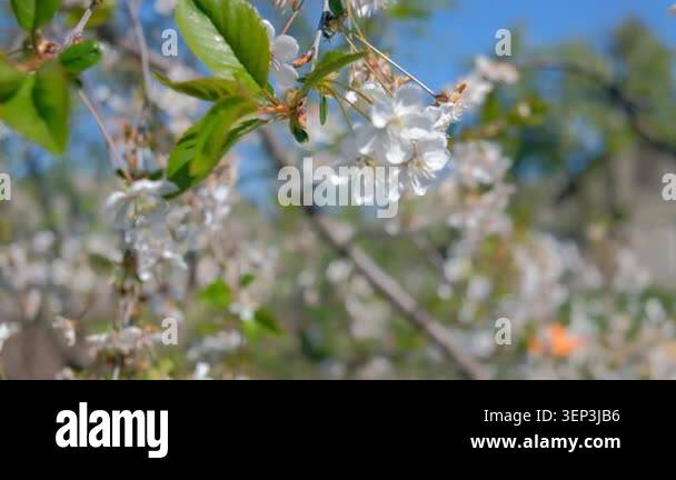 beautiful white cherry blossom in spring. cherry flowers on a tree ...