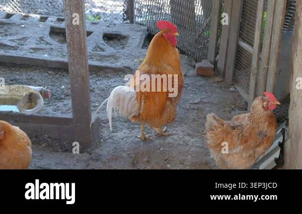 rooster in the yard Stock Video Footage - Alamy