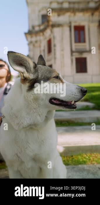 A calm large dog stands in side profile outdoors beside a historic ...