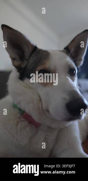 A close-up portrait of a small white and brown dog indoors with upright ...