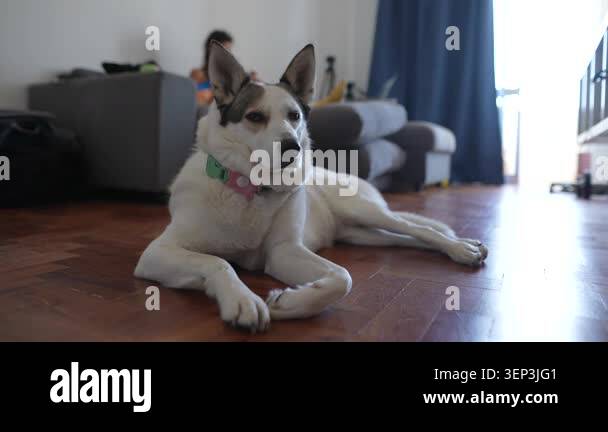 A medium-sized dog lies on a wooden floor in a bright living room ...