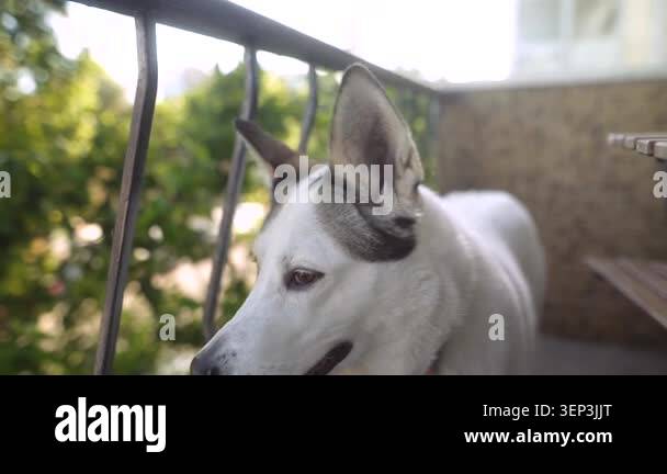 Close-up of a white and gray pet dog standing on an outdoor balcony and ...