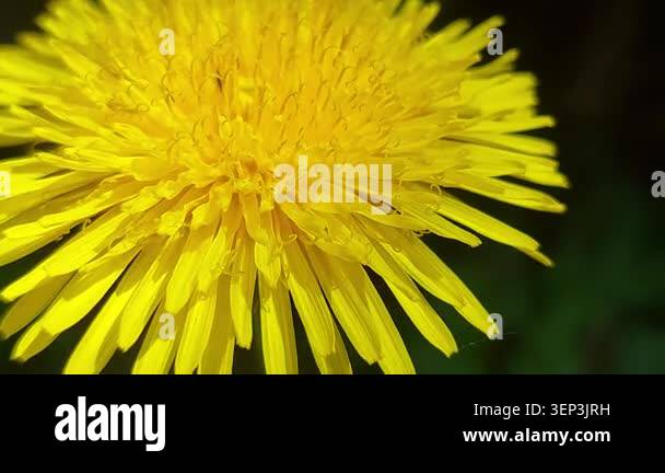 Super macro shot of a vibrant yellow dandelion flower texture blooming ...
