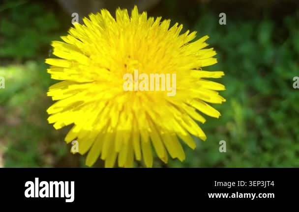 Top view of a bright yellow dandelion flower growing in green grass ...