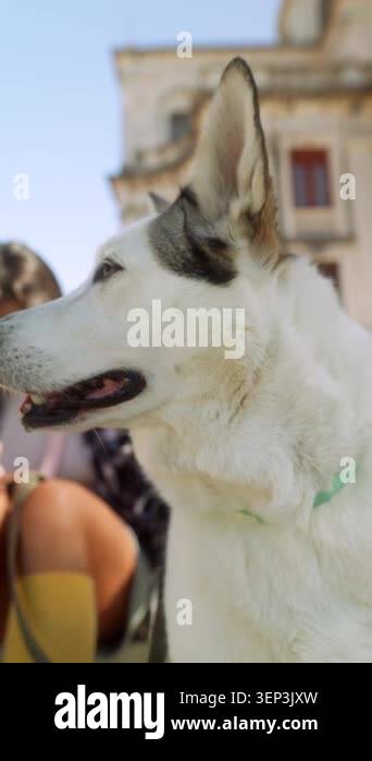 Close-up portrait of a calm white and gray husky dog outdoors with a ...