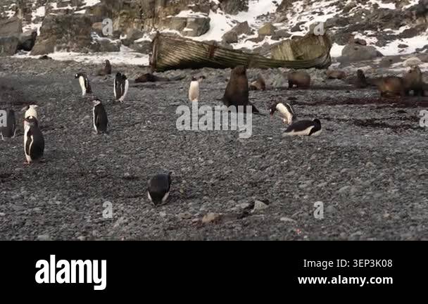 Antarctic expedition. Penguins and seals interact on a rocky shore in ...