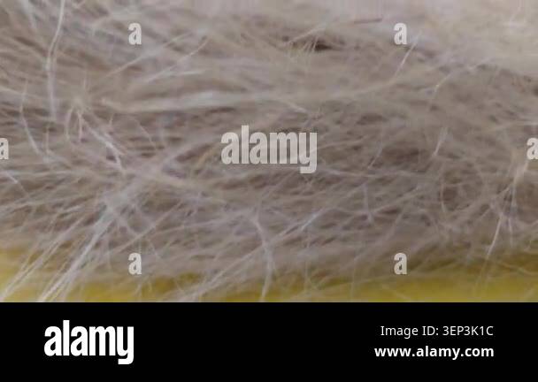 Macro texture shot of natural plumbing flax fibers used for pipe thread ...