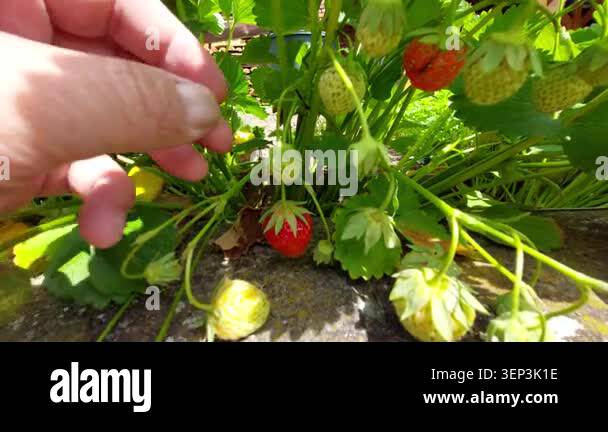 Close-up of a gardener hand picking up a ripening red and green ...