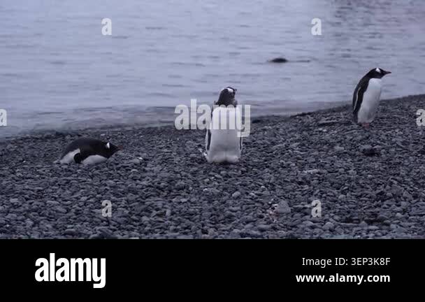 Antarctic expedition. Penguins walk and interact on an icy landscape in ...
