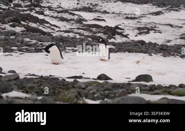 Antarctic expedition. Penguins walk and interact on an icy landscape in ...