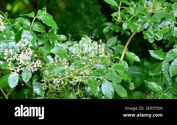 white flowers on a tree in the forest Stock Video Footage - Alamy