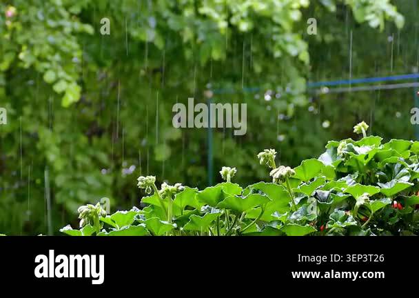 fresh water drops in a green leaf after rain Stock Video Footage - Alamy