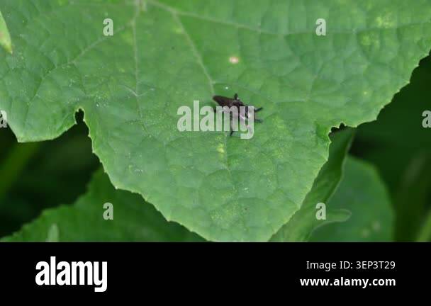 A close-up shot of a small insect resting on a large green leaf, with a ...