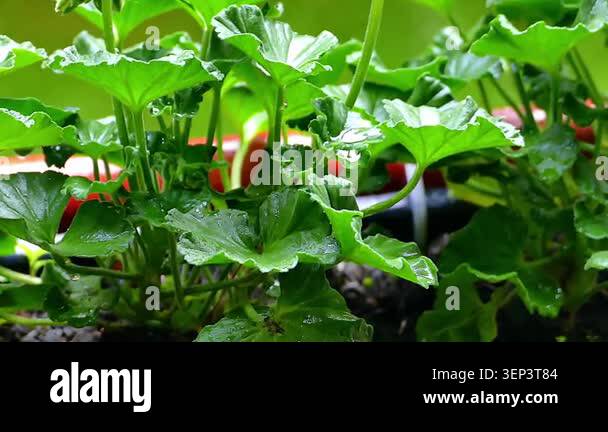 beautiful botanical shot, natural wallpaper Stock Video Footage - Alamy
