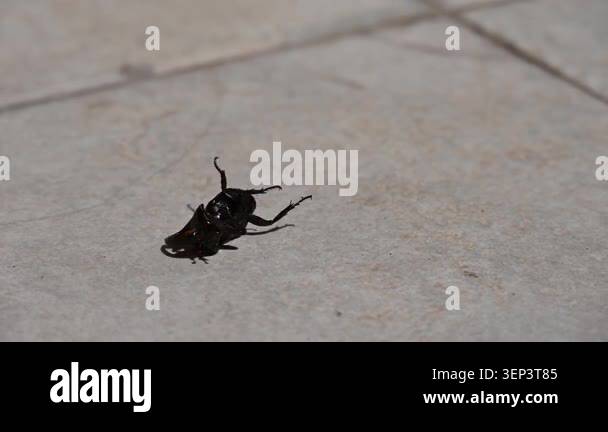 A close-up of a black beetle struggling to right itself on a tiled ...