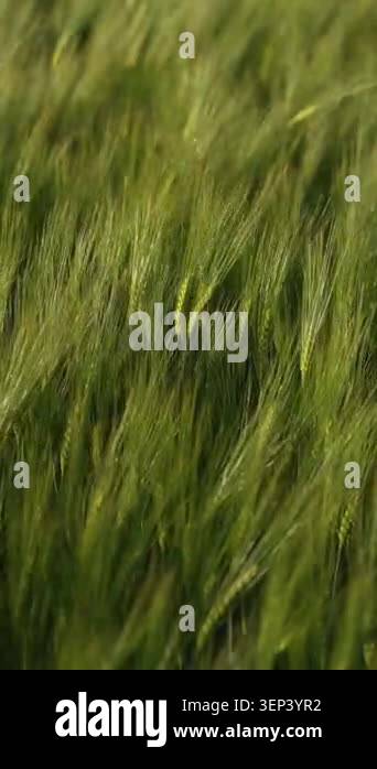 Vertical video. Beautiful green ears of unripe wheat or barley swaying ...