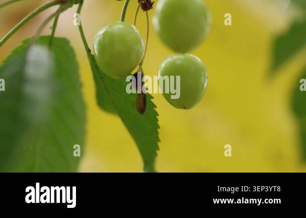 Yellow sticky trap used for pest control monitoring, capturing numerous ...