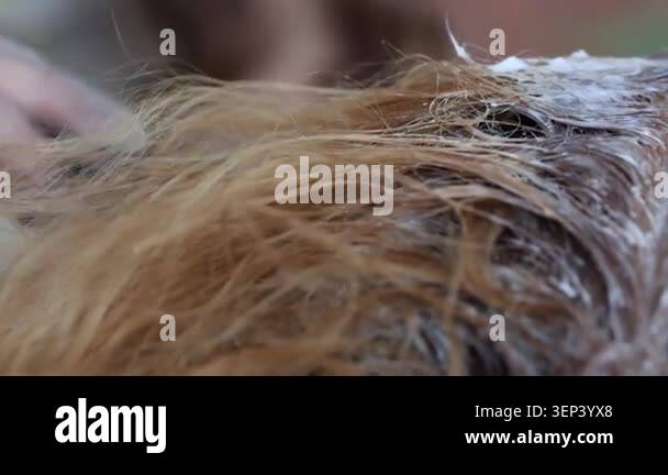 Professional hairdresser coloring hair roots with a brush during a ...