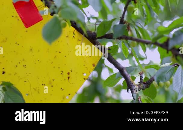 Close-up of a yellow sticky cherry fly trap covered with captured ...