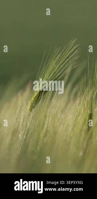 Vertical shot. Fresh green ears of young barley gently swaying in the ...