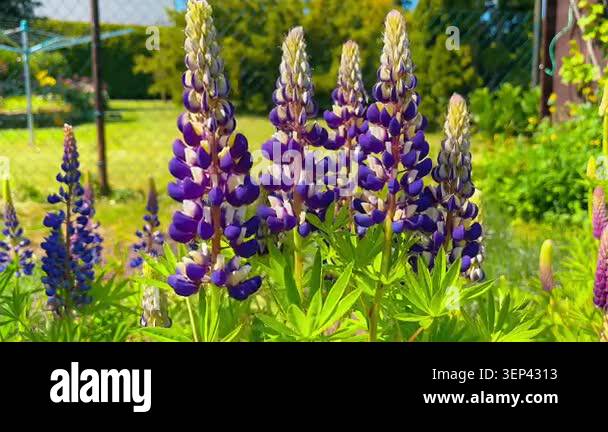Colorful Lupine Flowers Swaying Gently in Sunlight During Beautiful ...