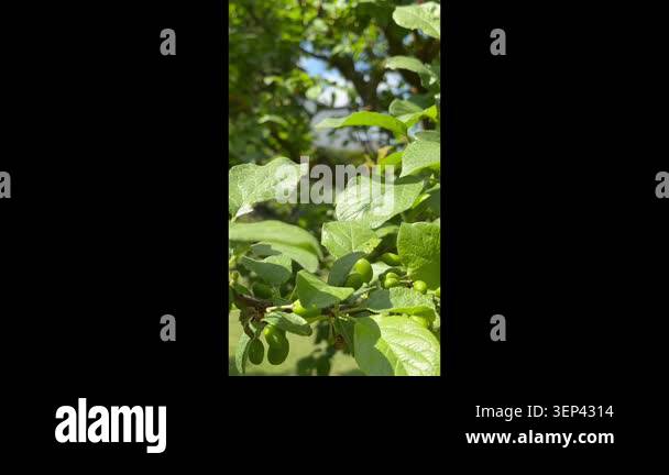Unripe Plums Hanging on Branch Surrounded by Fresh Green Leaves in ...