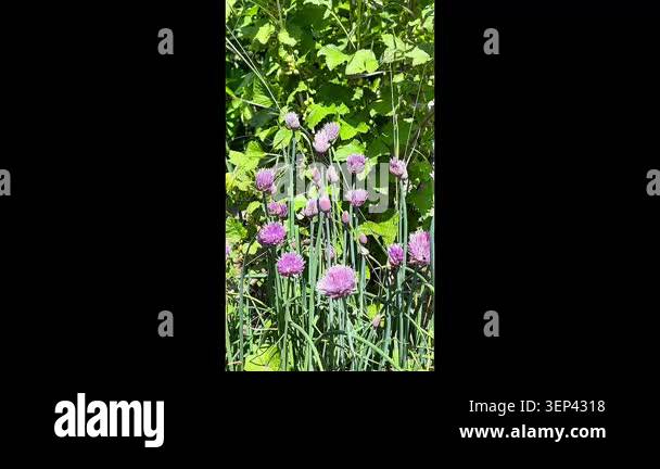 Purple Chive Blossoms Growing in Organic Garden During Summer Herb and ...