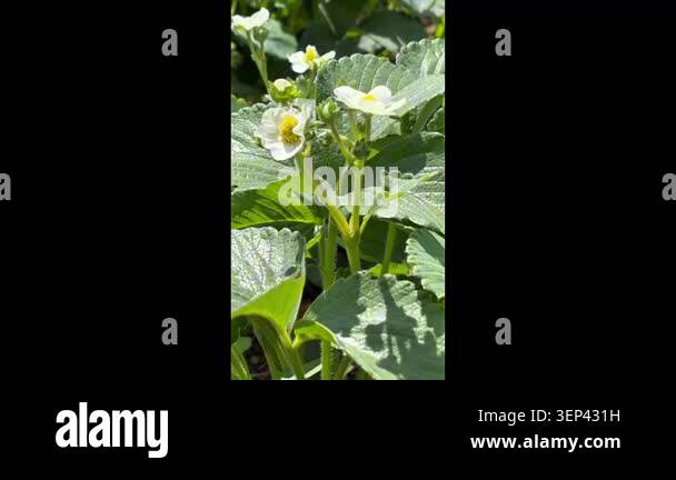Strawberry Flowers Blooming in Sunny Garden During Spring Growing ...