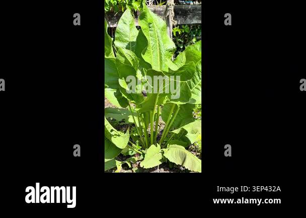 Horseradish Plant Growing in Vegetable Garden Under Bright Sunlight ...