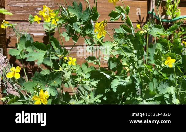 Greater Celandine Plant Flowering in Natural Garden Habitat During Warm ...