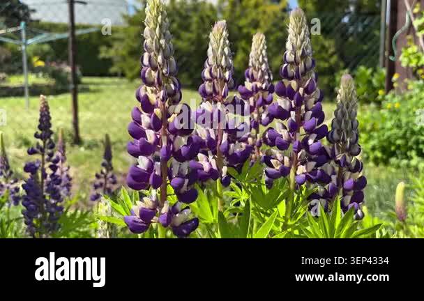 Blooming Purple Lupines in Sunny Garden Creating Vibrant Summer Floral ...