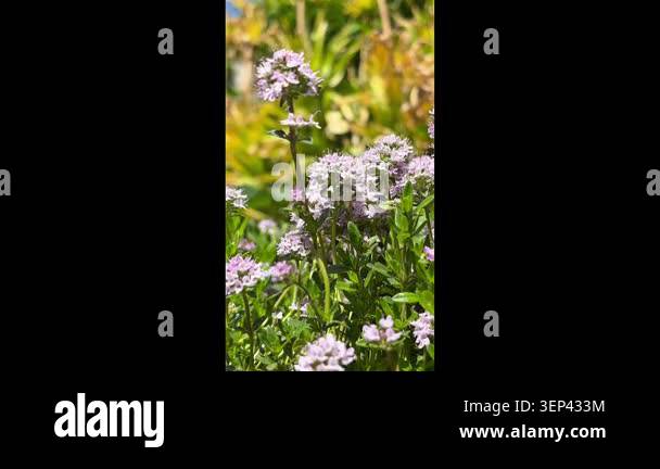 Flowering Thyme Growing in Organic Herb Garden Under Bright Sunlight ...