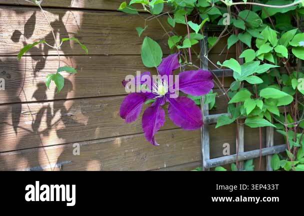 Blooming Clematis Flower Climbing Garden Trellis Creating Vibrant ...