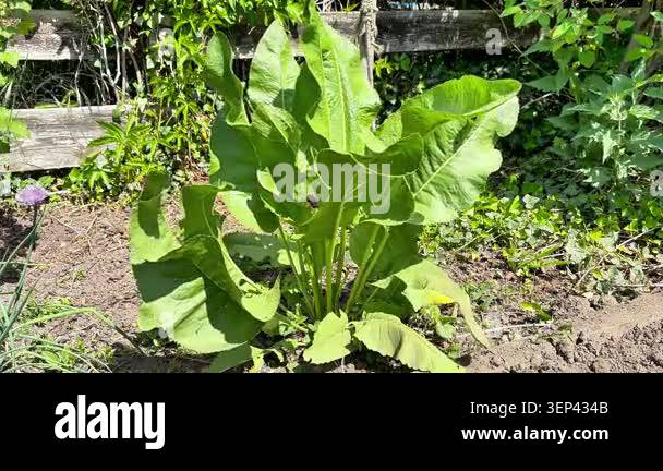 Large Green Horseradish Leaves Developing in Organic Backyard Garden ...