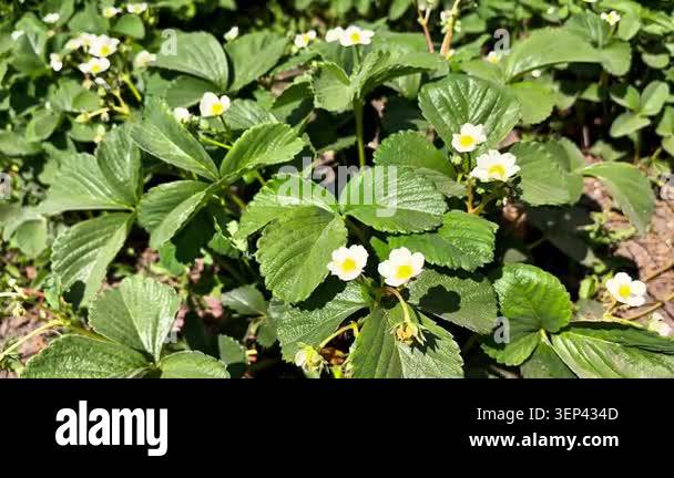 Strawberry Flowers Blooming in Sunny Garden During Spring Growing ...