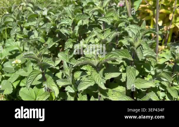 Fresh Green Mint Growing in Garden Bed Under Sunlight Showing Healthy ...